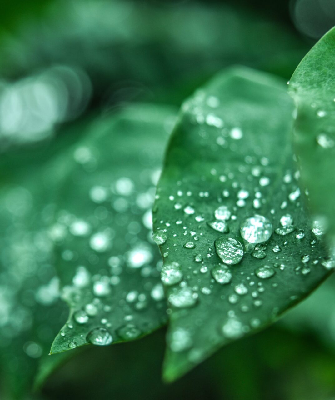 About - LEAF Engineers